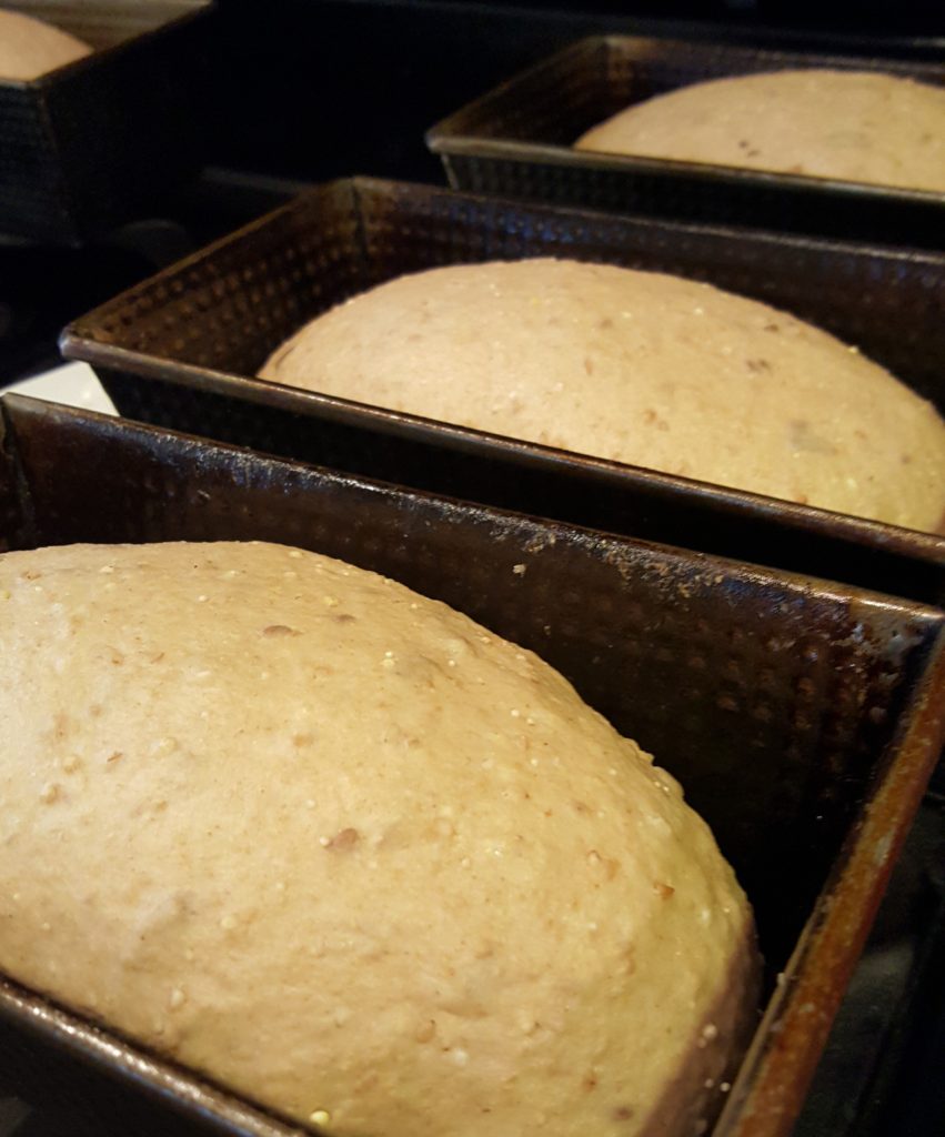 Easy Sprouted Whole Wheat Bread Recipe - Simply Wheat